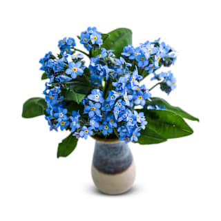 Forget-Me-Not Seeds, Blue Bird