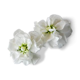 Infinity Snow Stock Seeds | Rareseeds