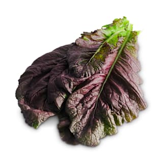Japanese Giant Red Mustard Greens Seeds | RareSeeds.com