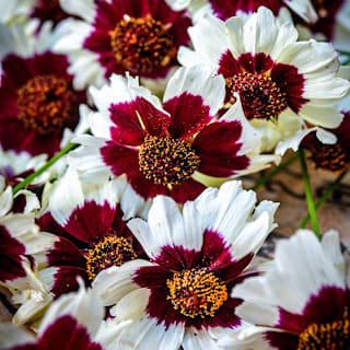 Incredible Swirl Coreopsis Seeds | RareSeeds.com