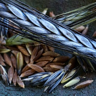 wheat seeds bellwright