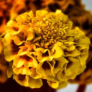 marigold hereford
