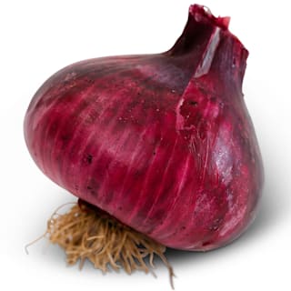 Wethersfield Red Onion Seeds | Baker Creek Heirloom Seeds