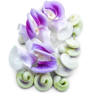 Snail Vine Seeds | Baker Creek Heirloom Seeds
