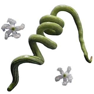 Chinese Python Snake Bean | Baker Creek Heirloom Seeds