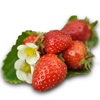 Tresca Strawberry Seeds | Baker Creek Heirloom Seeds