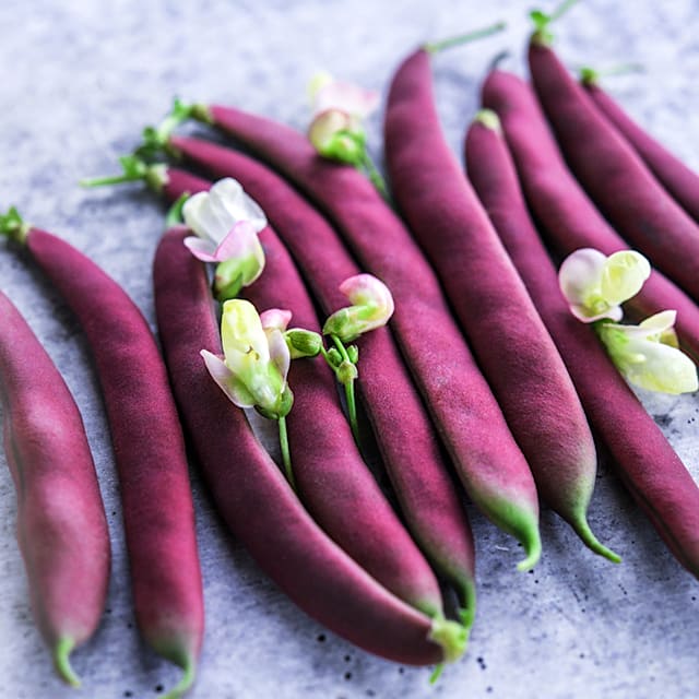 Red Swan Bush Bean Seeds | RareSeeds