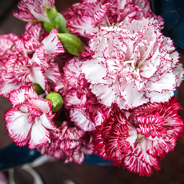 Raspberry Ripple Dianthus Seeds | Baker Creek Heirloom Seeds