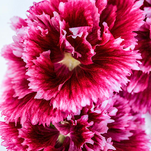 Fiesta Time Hollyhock | Rareseeds