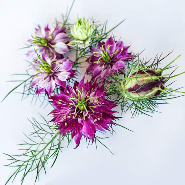 Mulberry Rose Love-In-A-Mist Seeds | Rareseeds