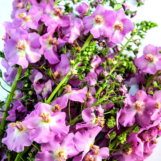 Mullein, Antique Rose