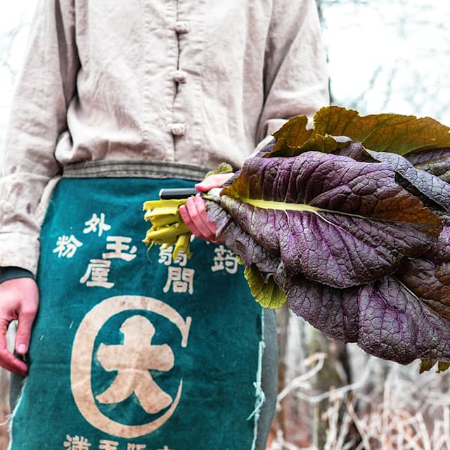 Japanese Giant Red Mustard Greens Seeds | Baker Creek Seeds