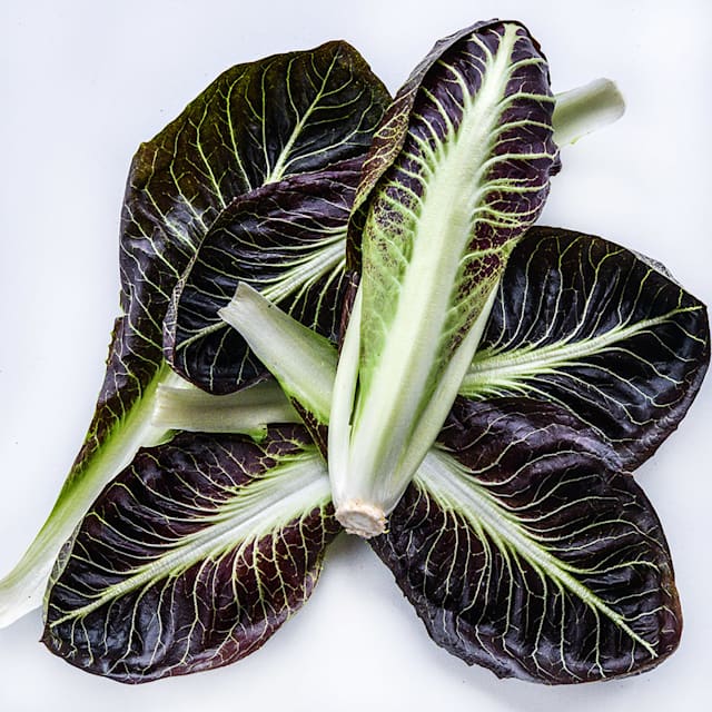 Radicchio Seeds, Treviso Scorze