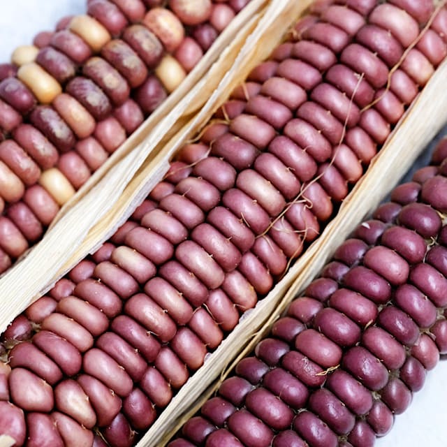 Tutelo Strawberry Corn Seeds | Baker Creek Heirloom Seeds