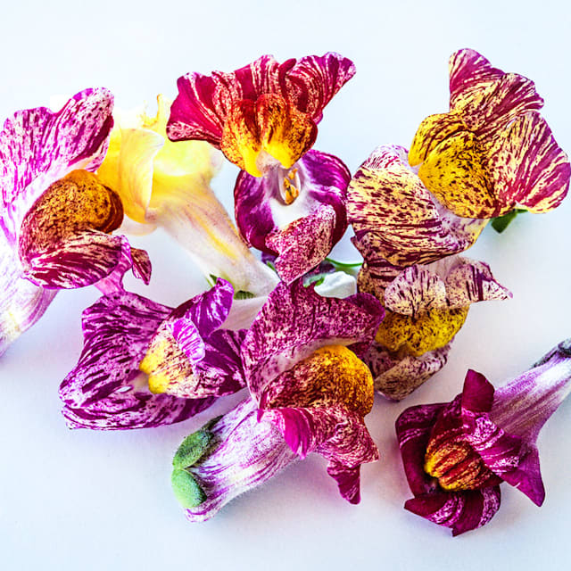 Snapdragon Seeds, Bizarre Mixed