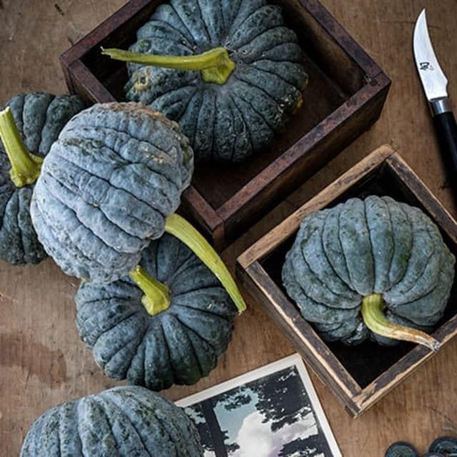 Winter Squash, Black Futsu| Baker Creek Heirloom Seeds