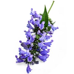 Dark Blue Panther Catmint Seeds | RareSeeds.com
