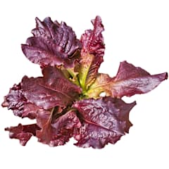 Outredgeous Lettuce Seeds | Baker Creek Heirloom Seeds