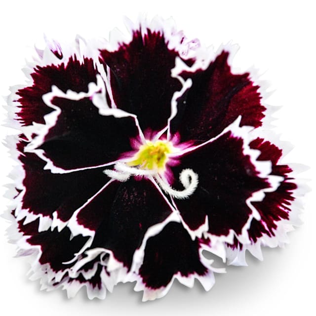 Zebra Crossing Dianthus Seeds | Rareseeds