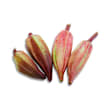 Alabama Red Okra Seeds | Baker Creek Heirloom Seeds