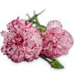 Raspberry Ripple Dianthus Seeds | Baker Creek Heirloom Seeds