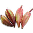 Alabama Red Okra Seeds | Baker Creek Heirloom Seeds