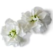 Infinity Snow Stock Seeds | Rareseeds