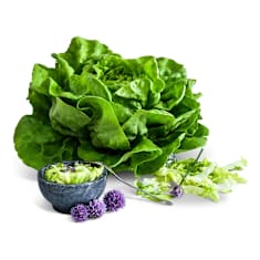 Outredgeous Lettuce Seeds | Baker Creek Heirloom Seeds