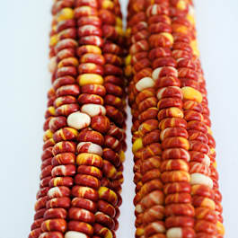 Montana Sunburst Corn Seeds | Baker Creek Heirloom Seeds