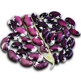 1500 Year Old Cave Bean Seeds | Baker Creek Heirloom Seeds