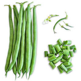 Derby Bean Seeds | Baker Creek Heirloom Seeds