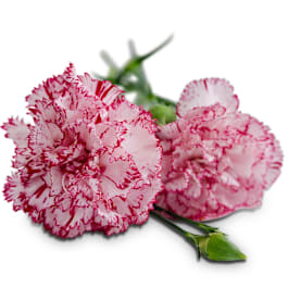 Raspberry Ripple Dianthus Seeds | Baker Creek Heirloom Seeds