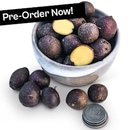 Huckleberry Gold Potatoes | Baker Creek Heirloom Seeds