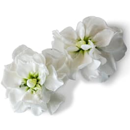 Infinity Snow Stock Seeds | Rareseeds