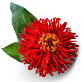 Redman Super Cactus Zinnia Seeds | RareSeeds.com