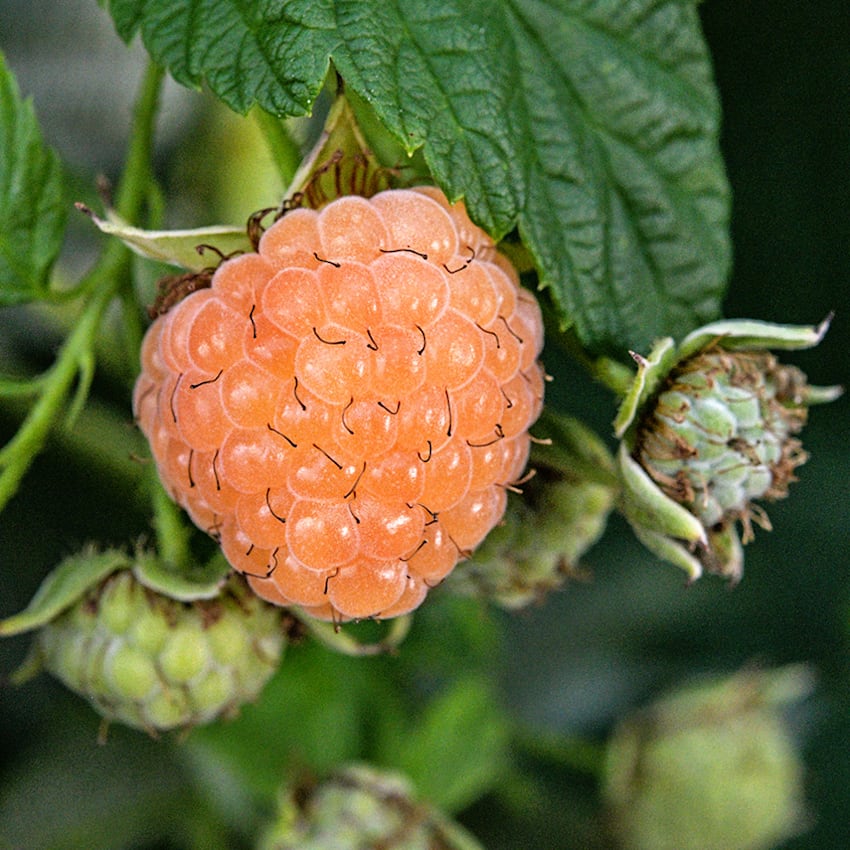 golden bliss raspberry