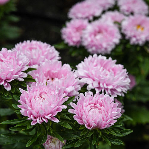 How to Grow Asters and China Aster Seeds | Baker Creek Heirloom Seeds