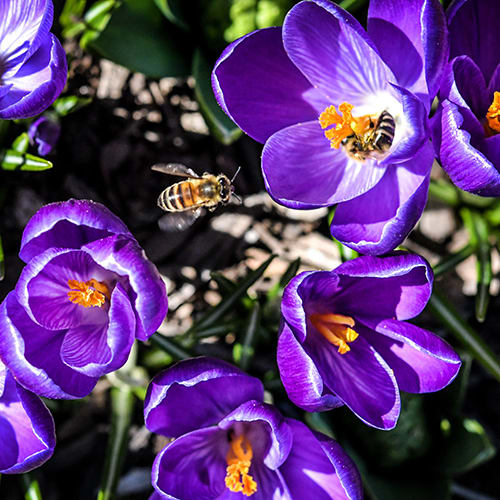 How to Grow Crocus | Baker Creek Heirloom Seeds