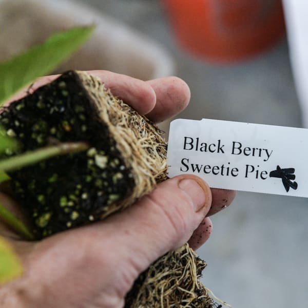 How to Grow Blackberry Plants | Baker Creek Heirloom Seeds