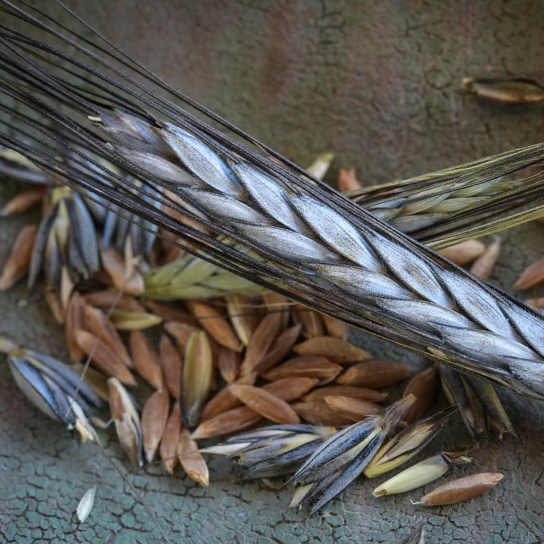 wheat seeds bellwright