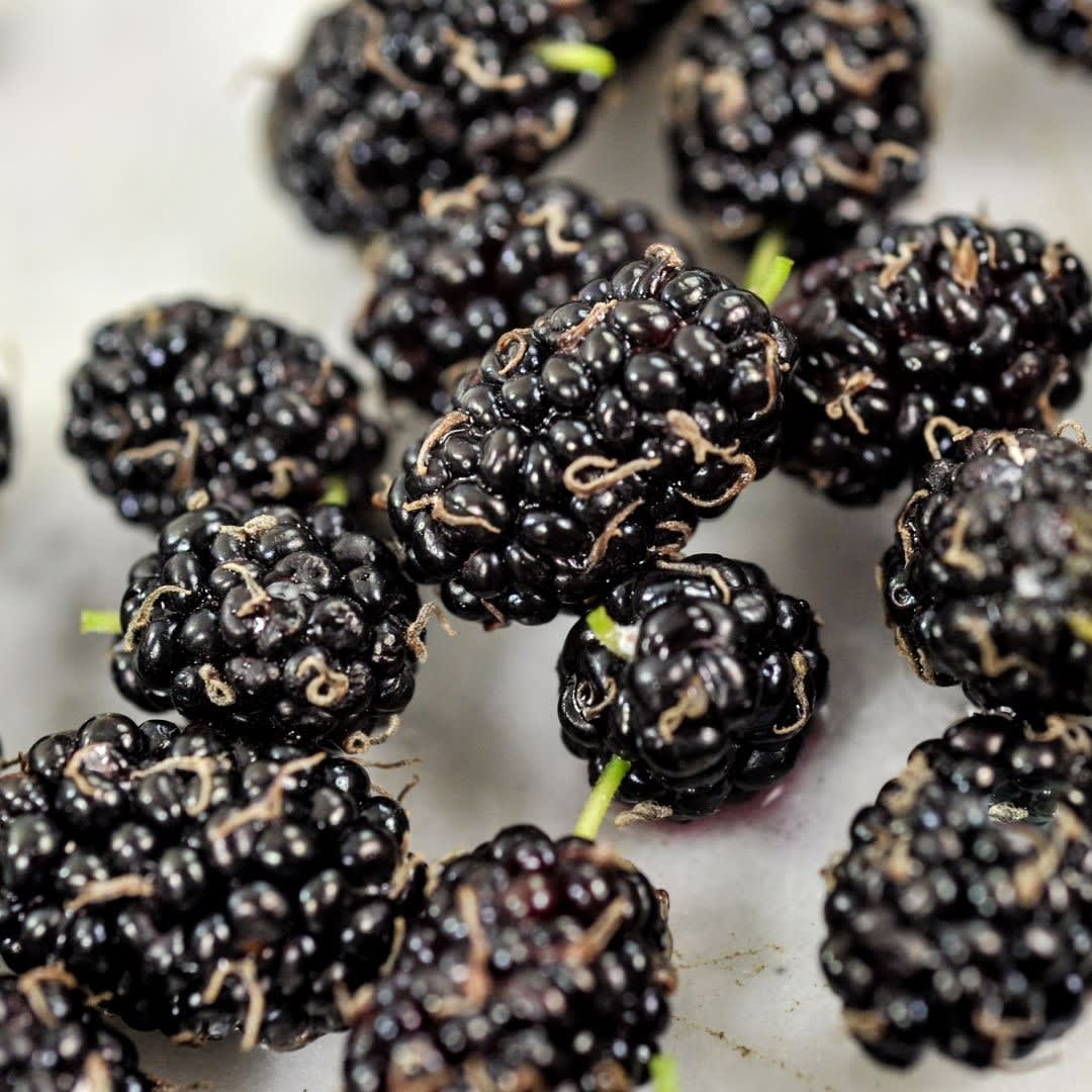 How to Grow Mulberry Plants | Baker Creek Heirloom Seeds