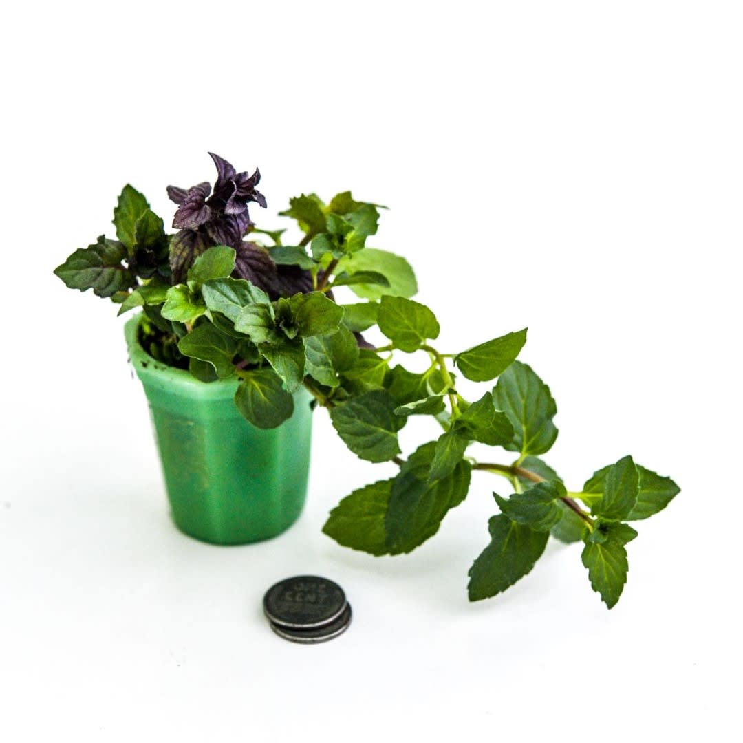growing mint from seed