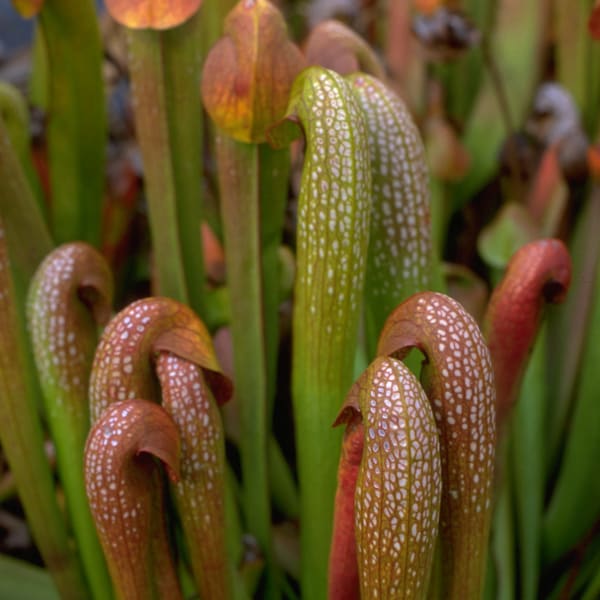 How to Grow Pitcher Plant Seeds | Baker Creek Heirloom Seeds