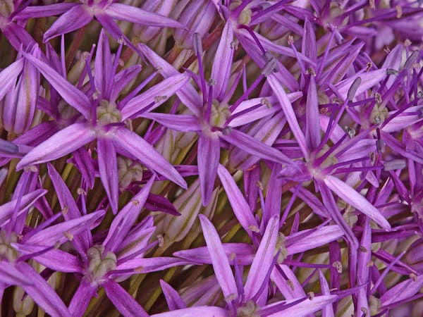 everlasting alliums