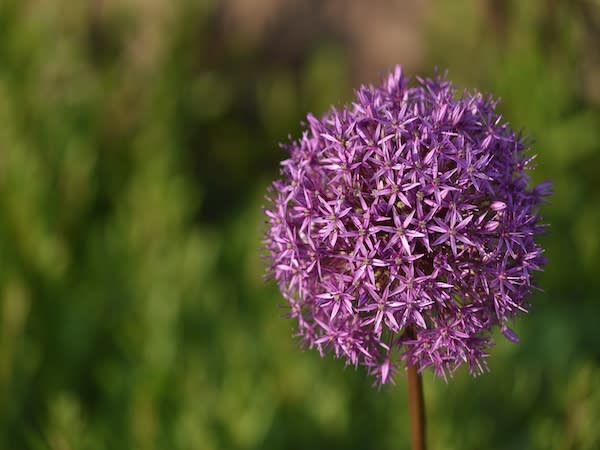 everlasting alliums
