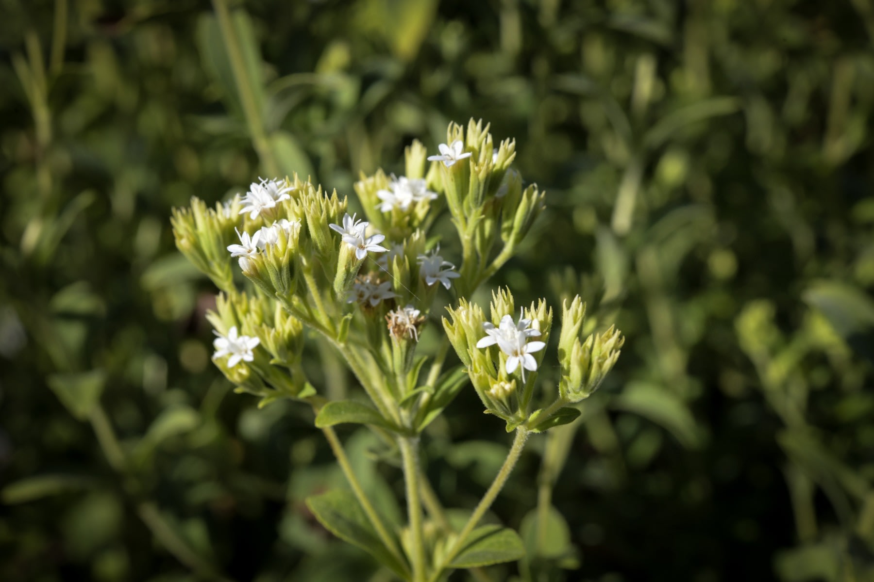 Stevia Plant Flower
