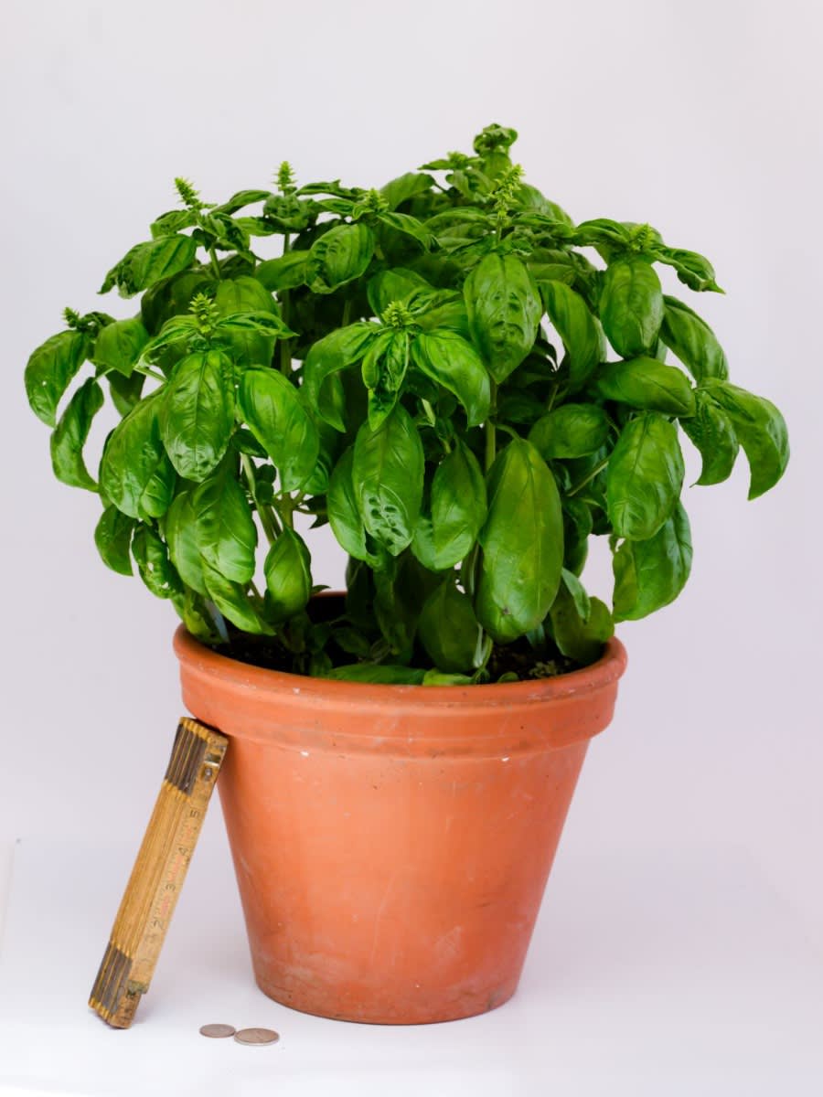 Our Favorite Herbs to Brighten the Winter Kitchen | Baker Creek ...