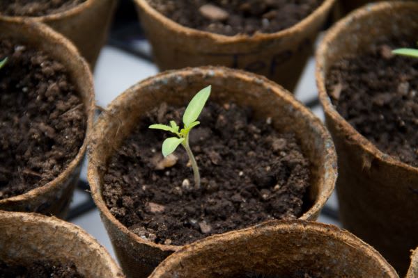 tomato seedlings