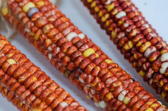 An Ode to Corn: Sacred, Elemental, Diverse | Baker Creek Heirloom Seeds