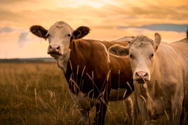 What is Biodynamic Agriculture? | Baker Creek Heirloom Seeds